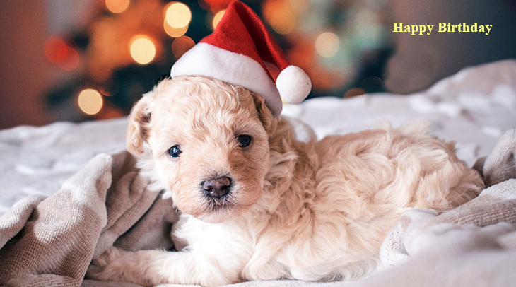 December 25th Birthdays | 50+ World