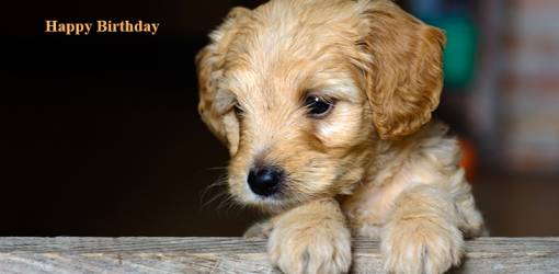 December 14th Birthdays | 50+ World