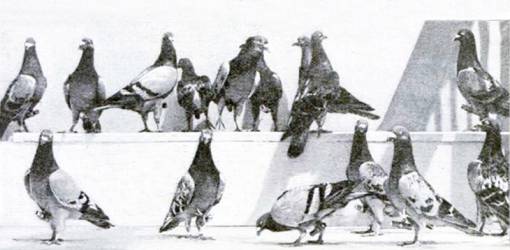 Heroic Pigeon Patrols of WWI & WWII | 50+ World - 50+ World